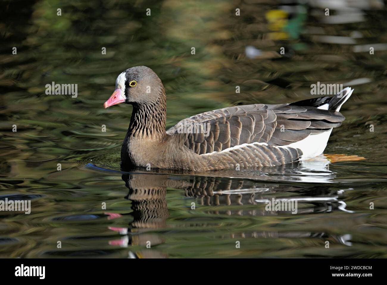 Lesser White-fronted Goose (Anser erythropus), captive, Switzerland ...