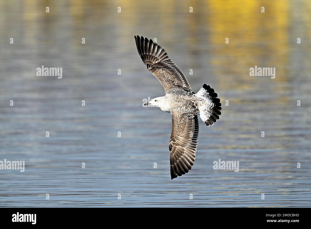 Yellow-legged gull (Larus michahellis), juvenile in flight, Switzerland ...