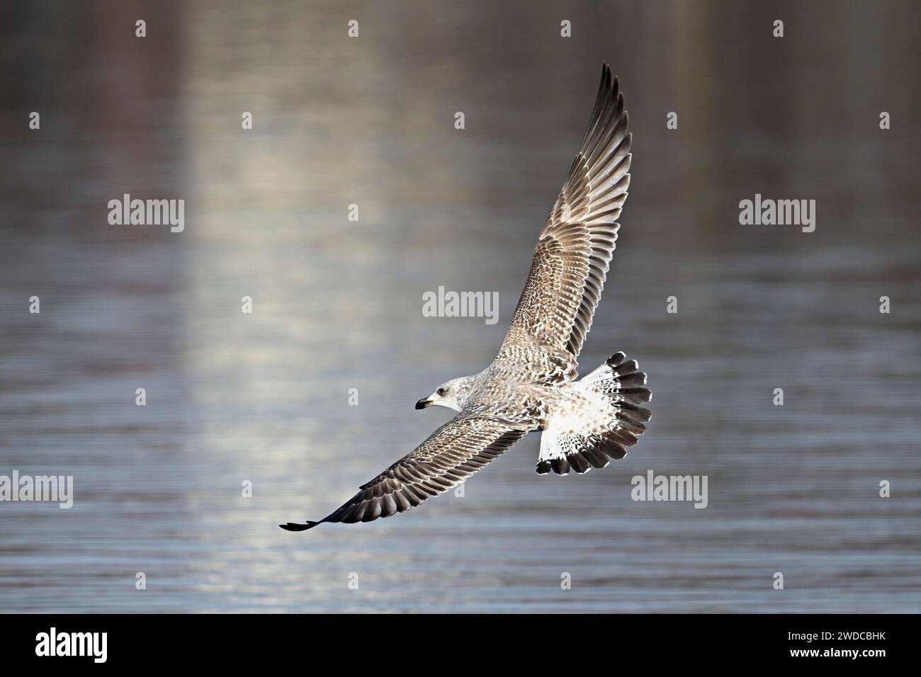Larus michahellis switzerland hi-res stock photography and images - Alamy