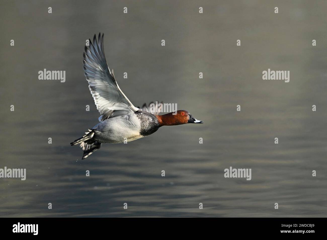 Common Pochard (Aythya ferina), male in flight Stock Photo - Alamy