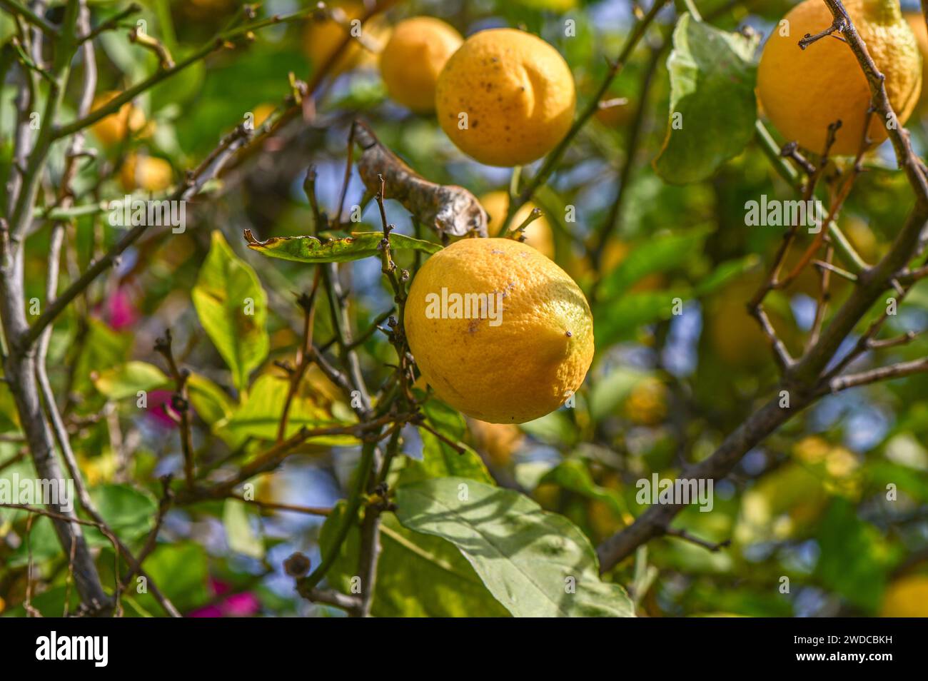 lemon on a lemon tree in a Mediterranean village 2 Stock Photo - Alamy