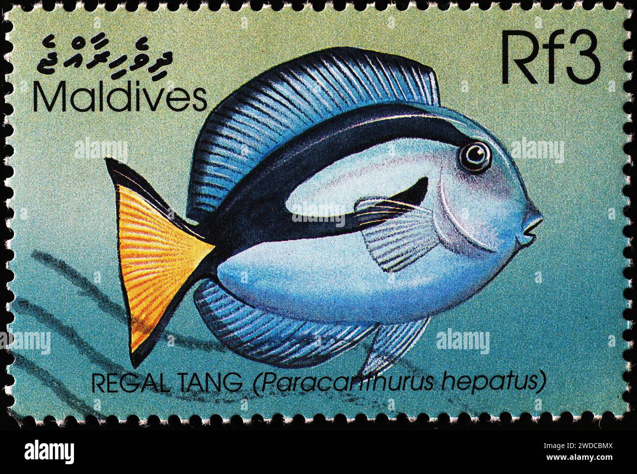 Regal tang fish on postage stamp from Maldives Stock Photo - Alamy