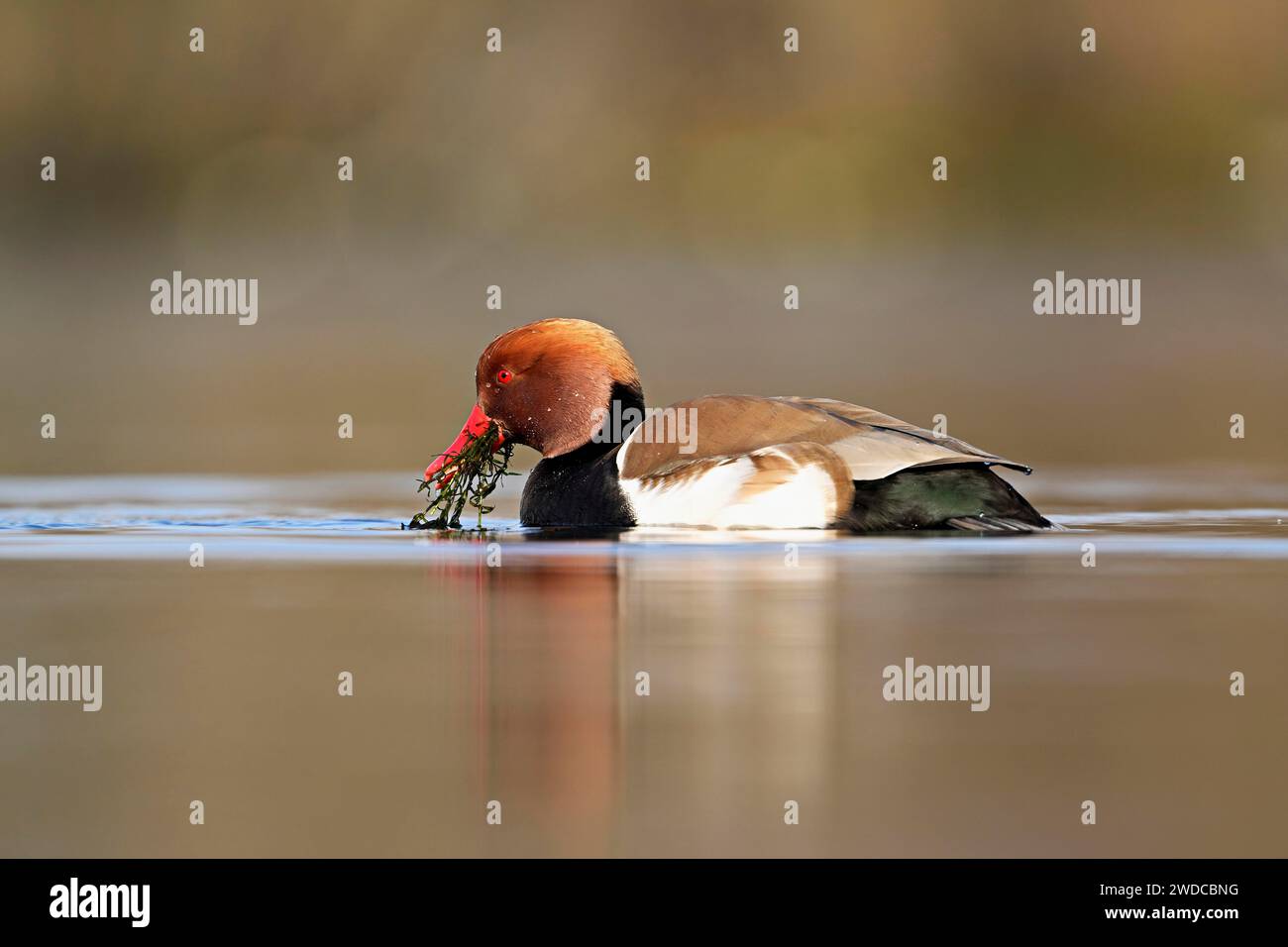 Red-crested pochard (Netta rufina), male swimming, Lake Zug ...