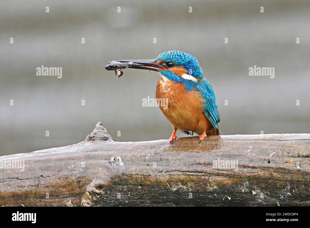 Common kingfisher (Alcedo atthis), with a captured frog in its beak ...