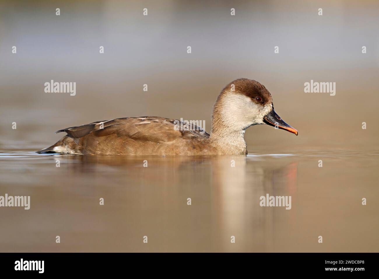Red-crested pochard (Netta rufina), female swimming, Lake Zug ...