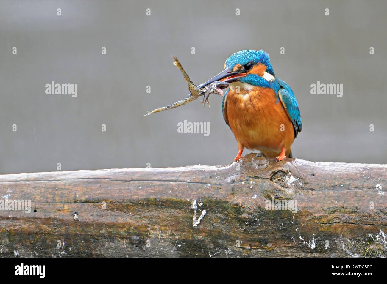 Common kingfisher (Alcedo atthis), with a captured frog in its beak ...
