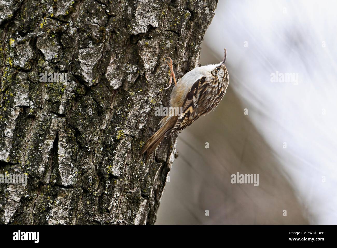 Eurasian treecreeper (Certhia familiaris), Switzerland Stock Photo - Alamy