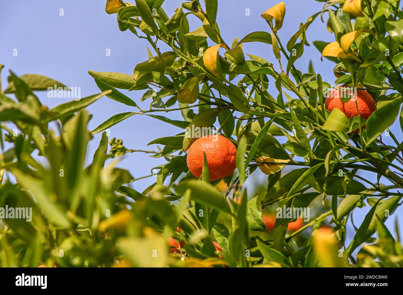 tangerine garden in a Mediterranean village 6 Stock Photo - Alamy