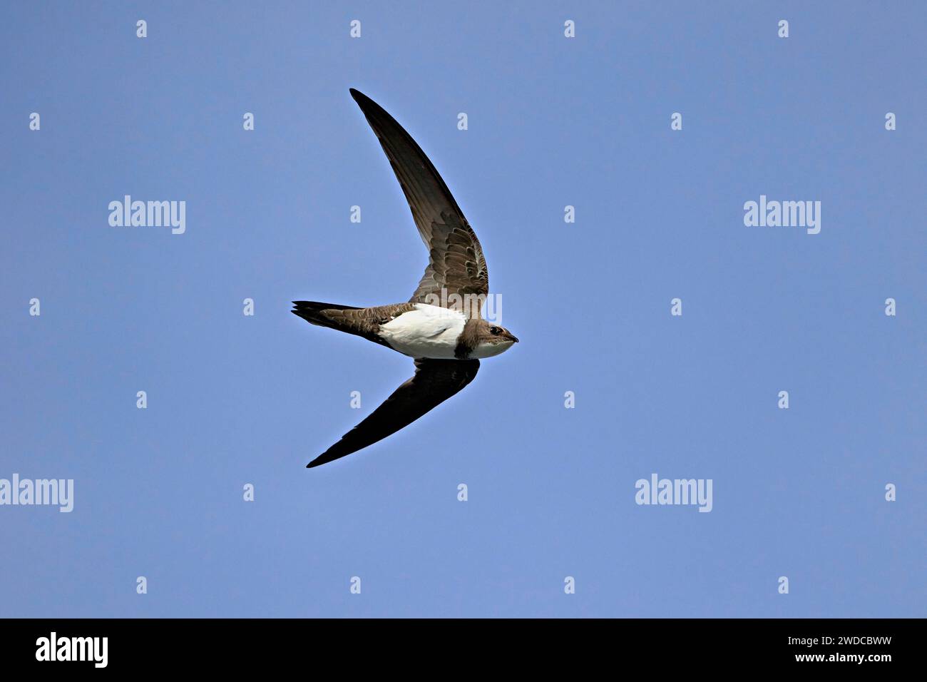 Alpine swift (Apus melba), adult, in flight, Switzerland Stock Photo ...