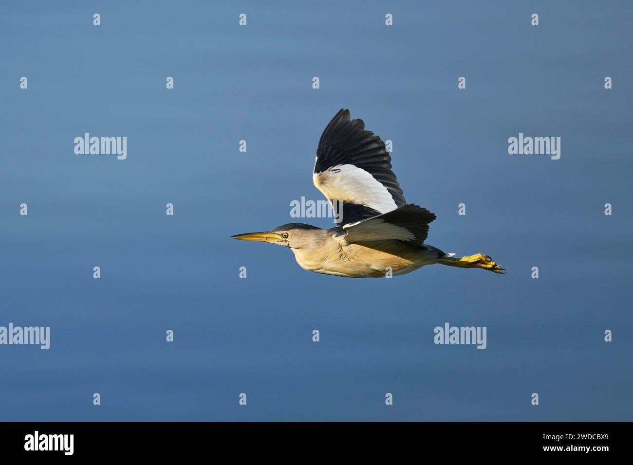 Bittern in flight hi-res stock photography and images - Alamy