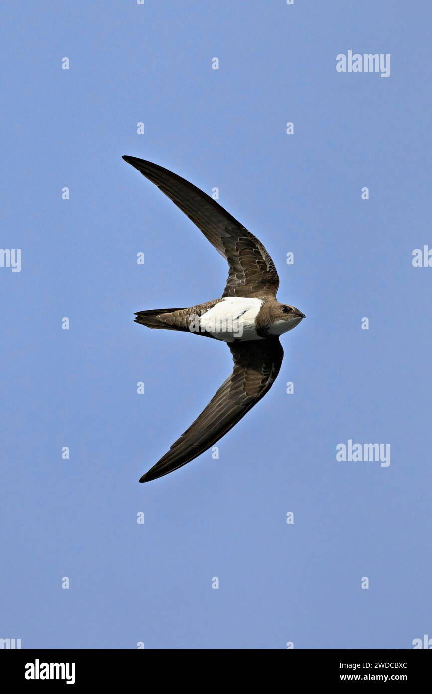 Alpine swift (Apus melba), adult, in flight, Switzerland Stock Photo ...