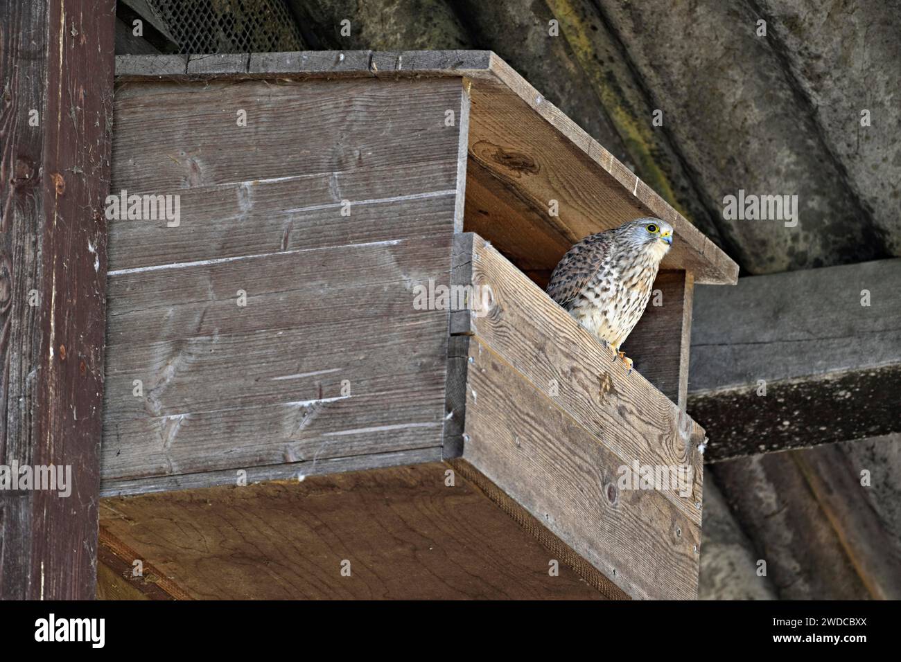 Common kestrel (Falco tinnunculus), female sitting in nesting box ...