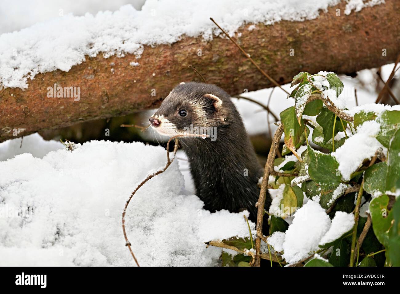 European polecat (Mustela putorius) or wood polecat, looking out of ...