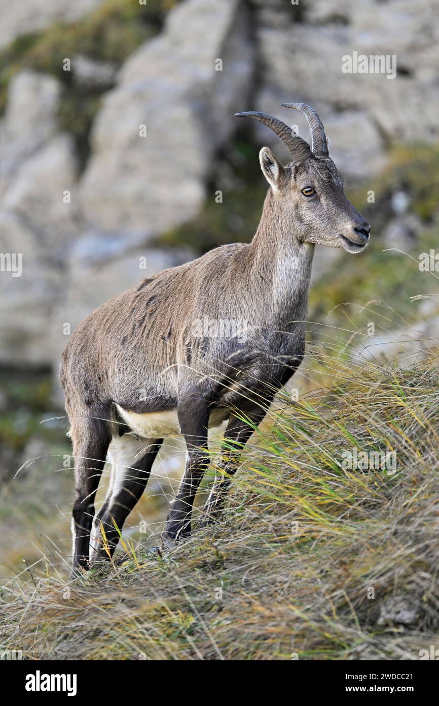 Ibex goat hi-res stock photography and images - Alamy