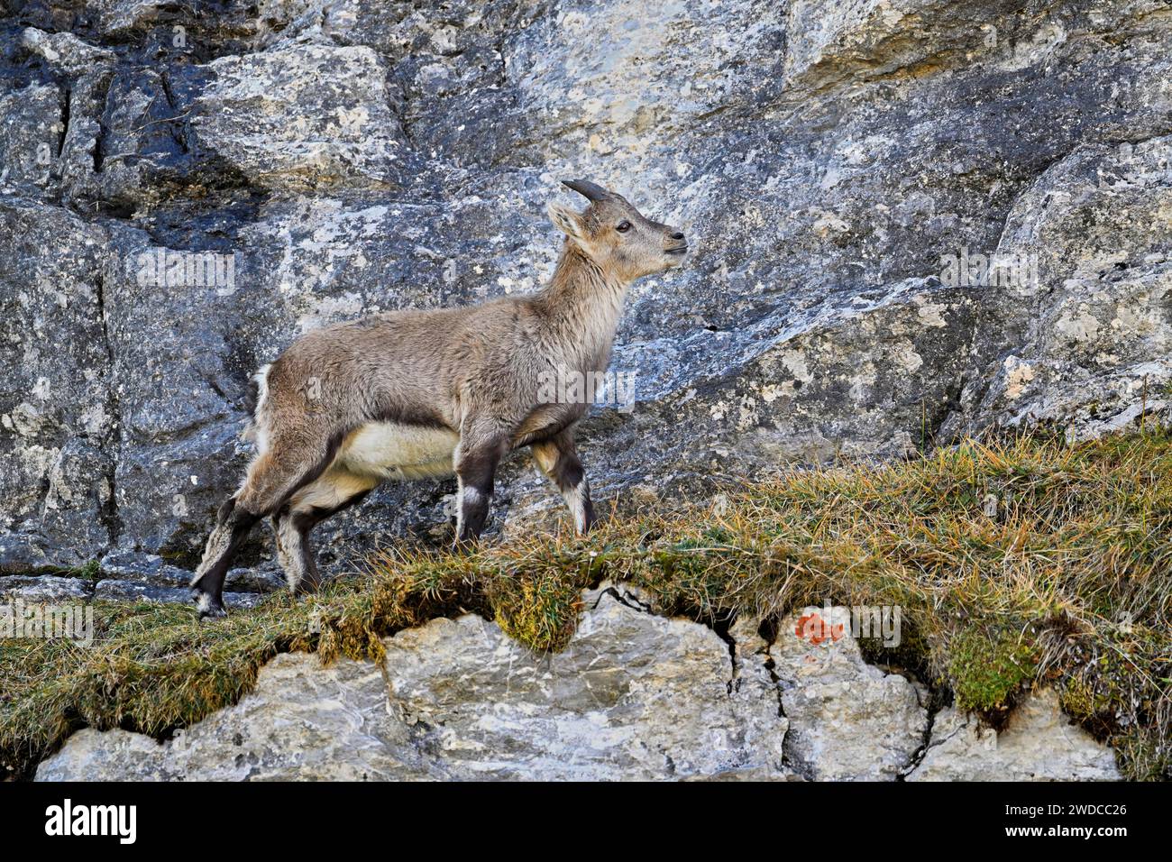 Ibex goat hi-res stock photography and images - Alamy