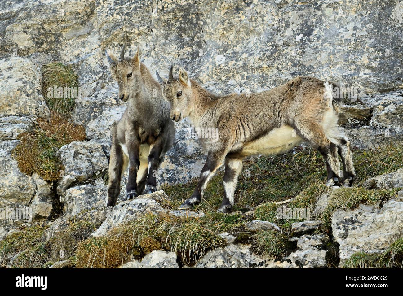 Two alpine ibexes (Capra ibex), young animals standing in steep terrain ...