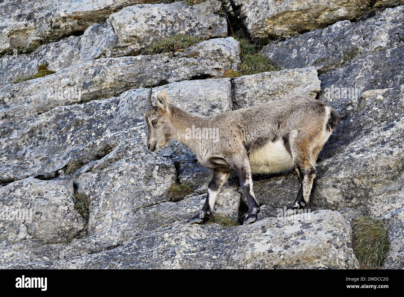 Ibex goat hi-res stock photography and images - Alamy