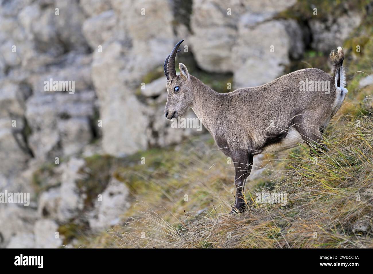 Alpine ibex (Capra ibex), with the eye disease chamois blindness (also ...