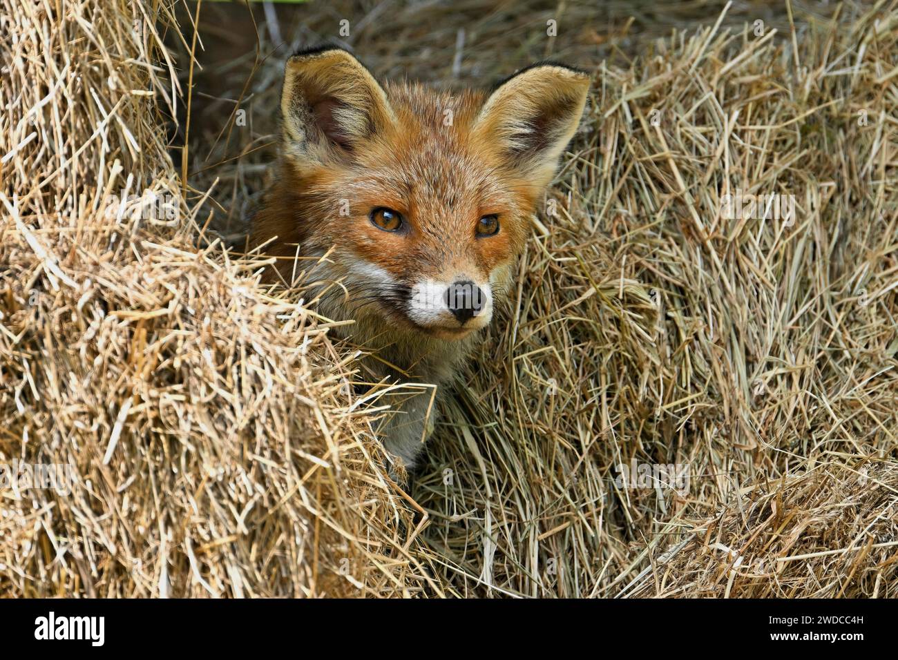 Red fox (Vulpes vulpes), captive, Switzerland Stock Photo - Alamy