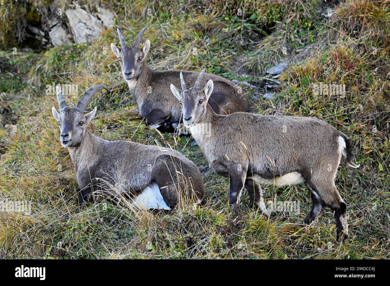 Three alpine ibexes (Capra ibex), standing in steep terrain, Canton of ...