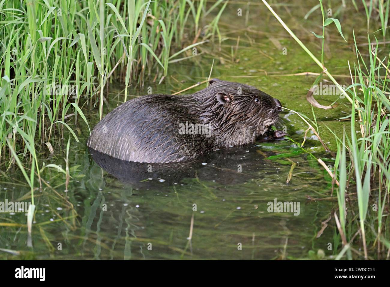 Eurasian beaver, european beaver (Castor fiber), feeding on grass in a ...