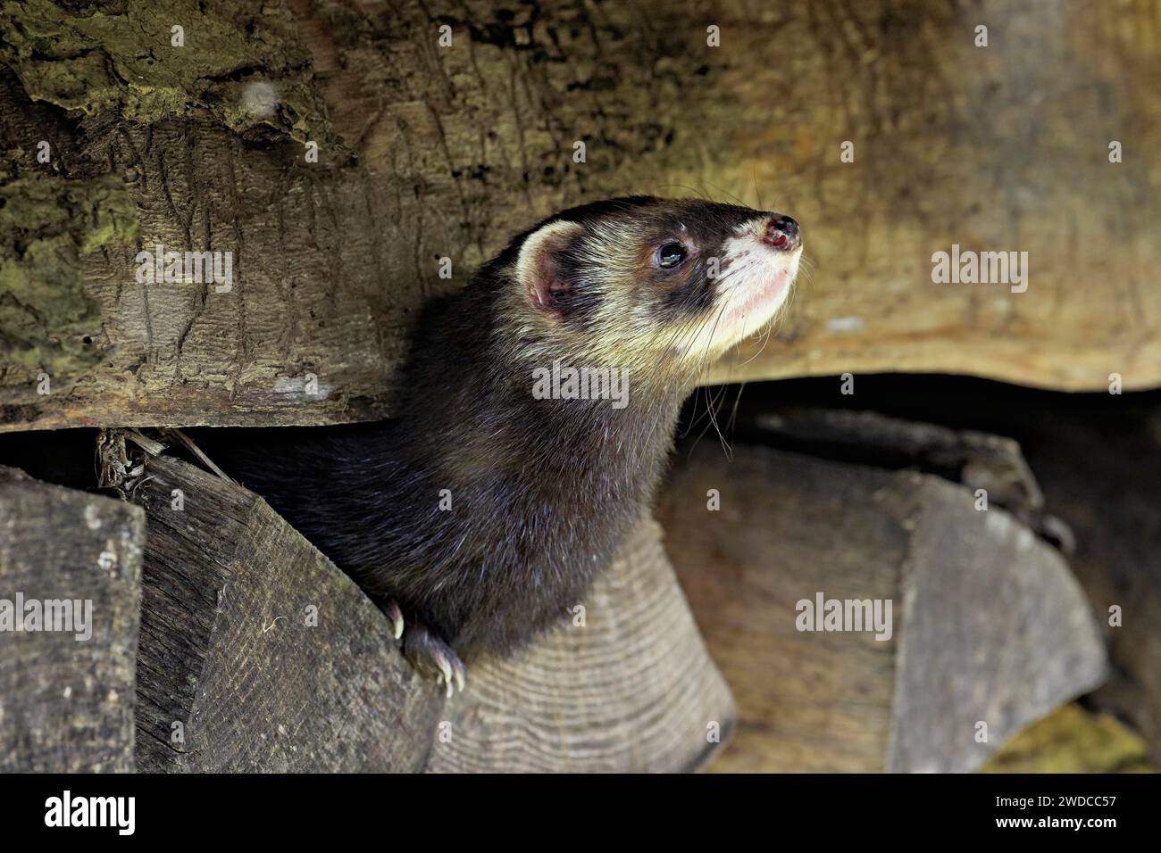 European polecat (Mustela putorius) or woodland polecat Stock Photo - Alamy