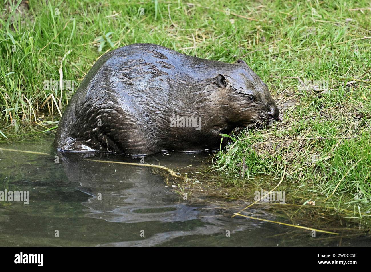 Eurasian beaver, european beaver (Castor fiber), standing on the river ...
