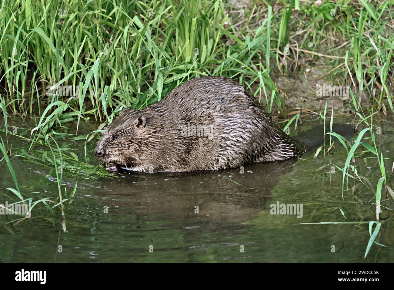Eurasian beaver, european beaver (Castor fiber), feeding on the ...
