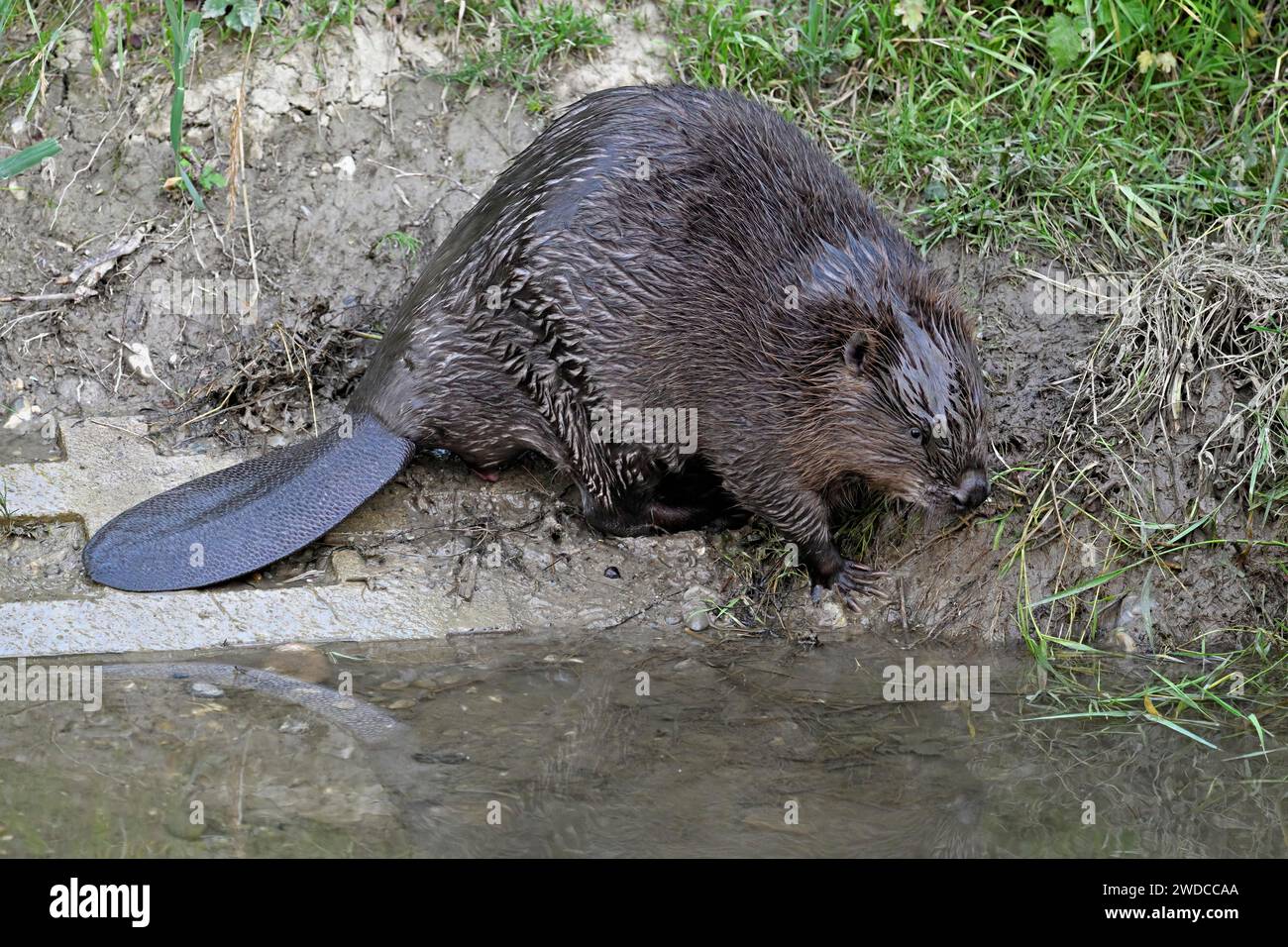Eurasian beaver, european beaver (Castor fiber) standing on the river ...