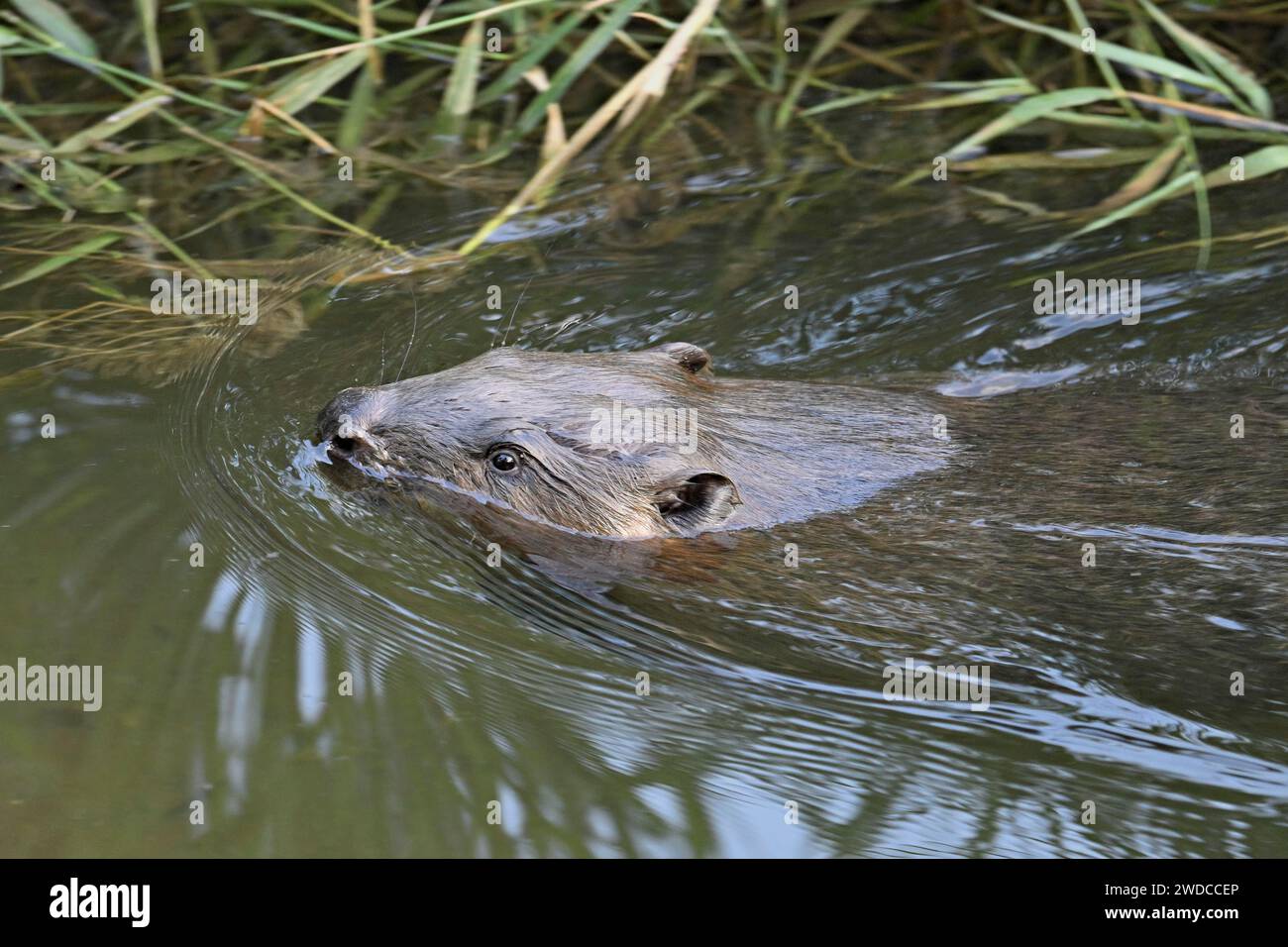 Eurasian beaver, european beaver (Castor fiber) swimming in the river ...