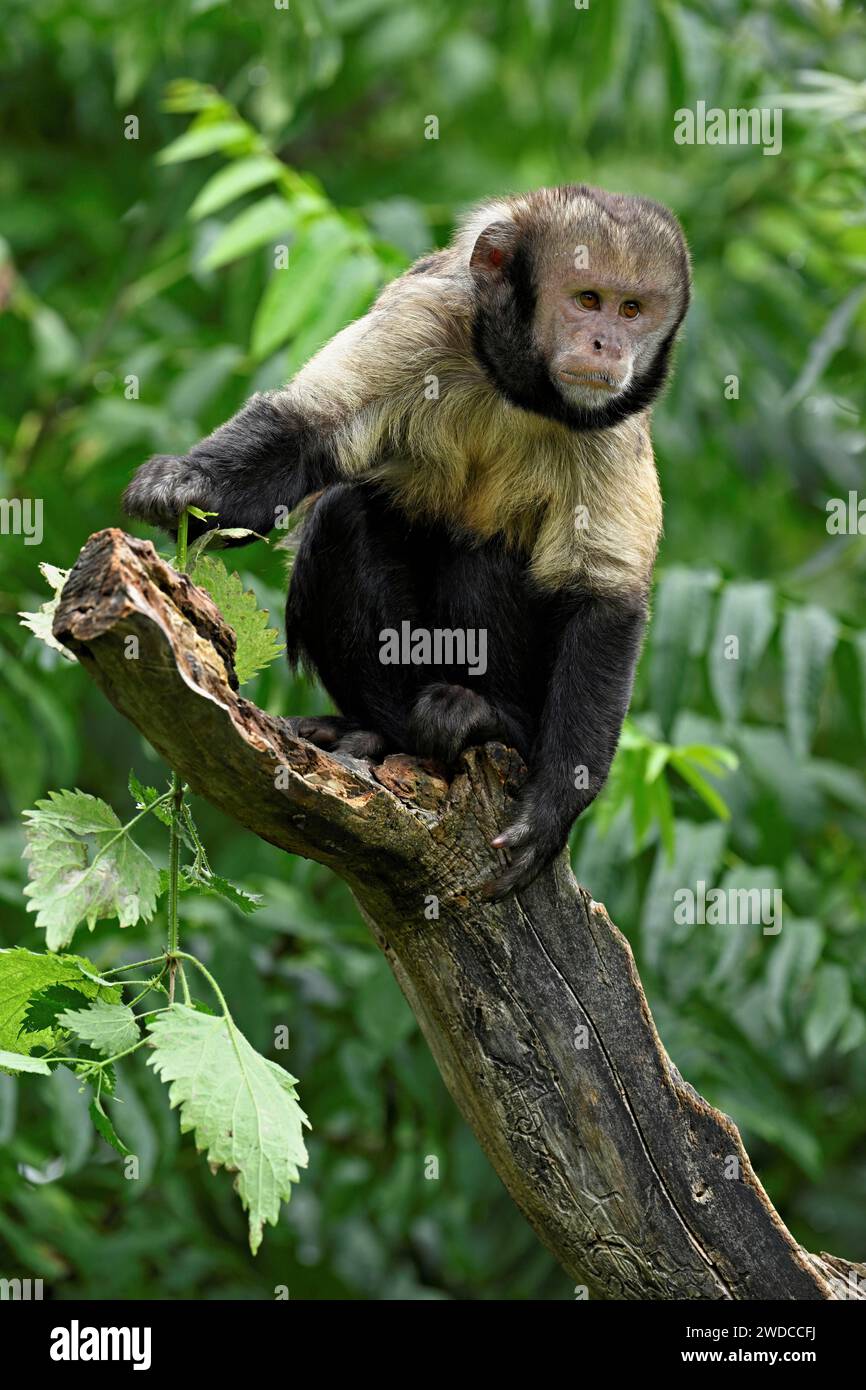 Golden-bellied capuchin (Cebus xanthosternos), monkey, captive ...