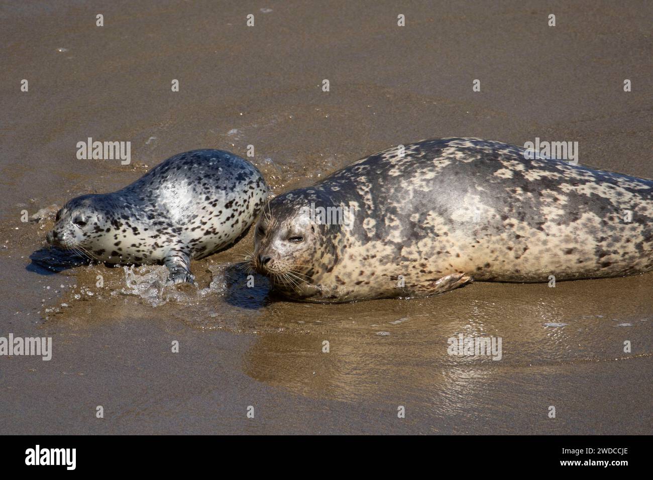 Harbor seals (Photo vitulina) at Whalers Cove, Point Lobos State ...