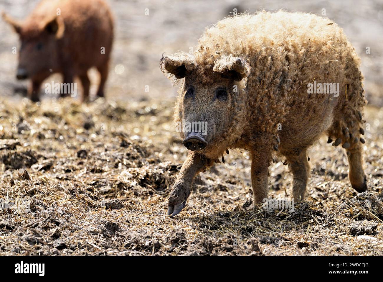Woolly pig or Mangalica pig, Hungary Stock Photo - Alamy