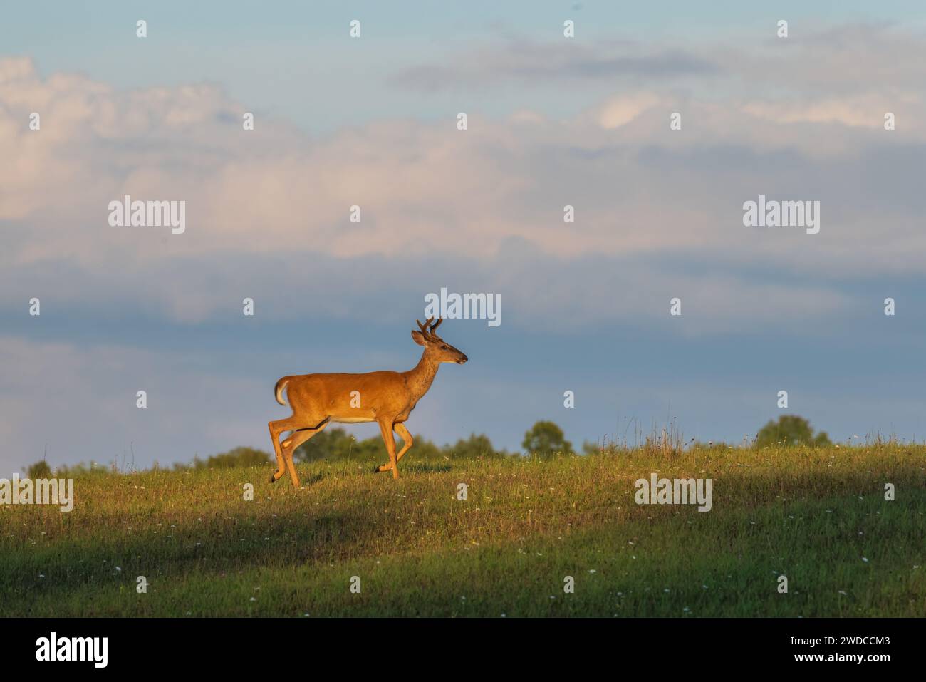 White-tailed buck on a pretty August day in northern Wisconsin Stock ...
