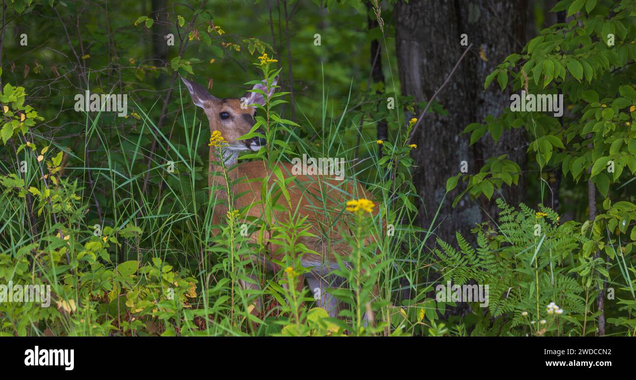 White-tailed doe standing behind some goldenrod in northern Wisconsin ...