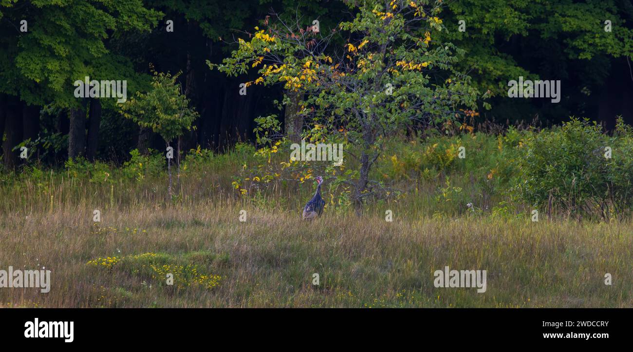 Tom turkey in a northern Wisconsin meadow Stock Photo - Alamy