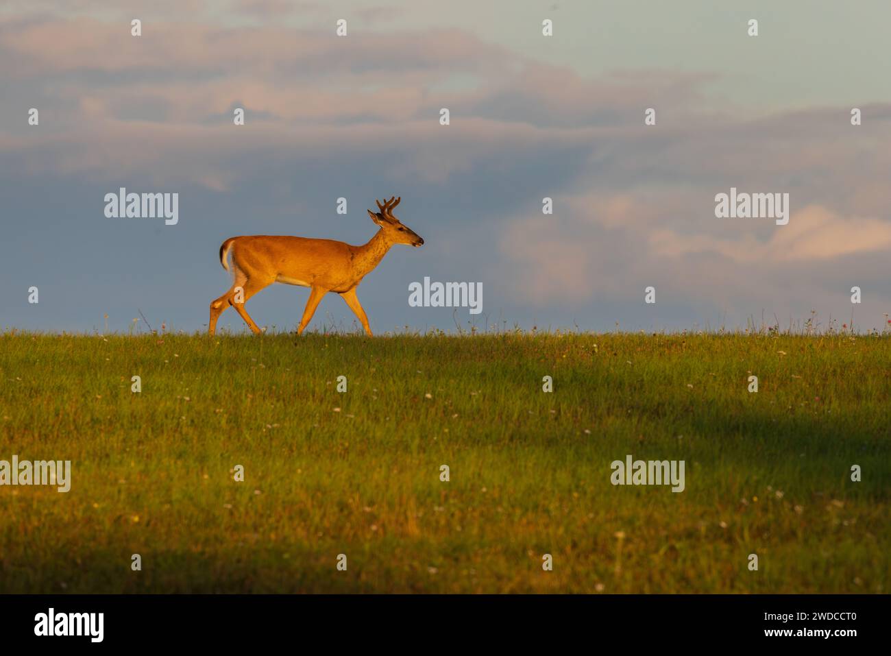 White-tailed buck on a pretty August day in northern Wisconsin Stock ...