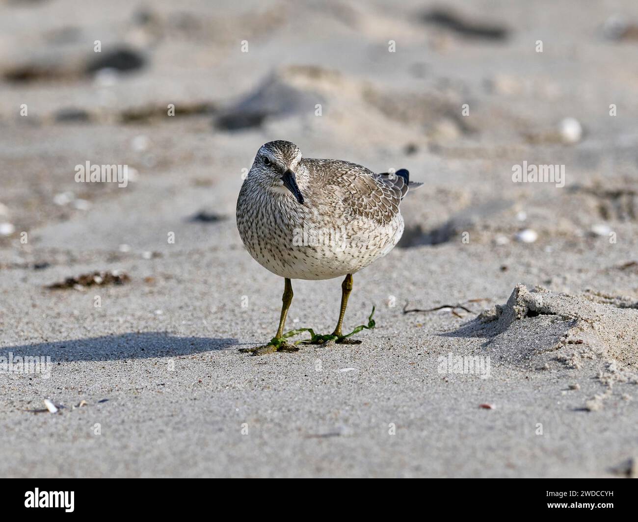 Red knot (Calidris canutus Stock Photo - Alamy