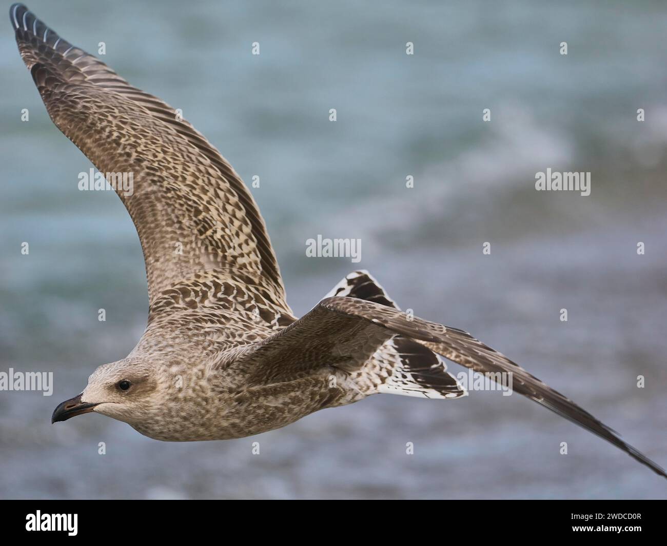 A gull in flight over the sea, wings spread wide and body in sharp ...