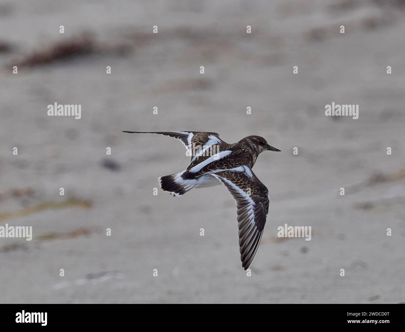 A bird with outstretched wings flies in front of a sandy background ...
