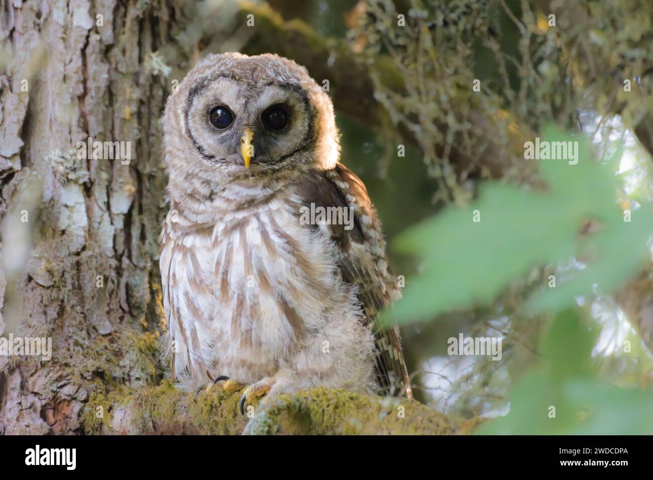 Barred Owl strix varia watches for a perch in old woodland Stock Photo ...