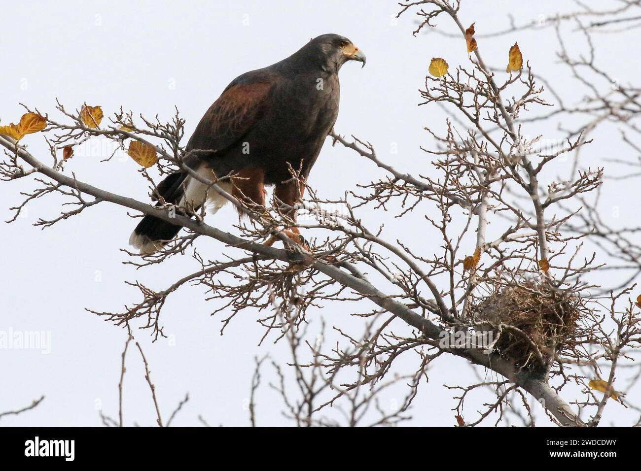 Harris hawk tree hi-res stock photography and images - Alamy