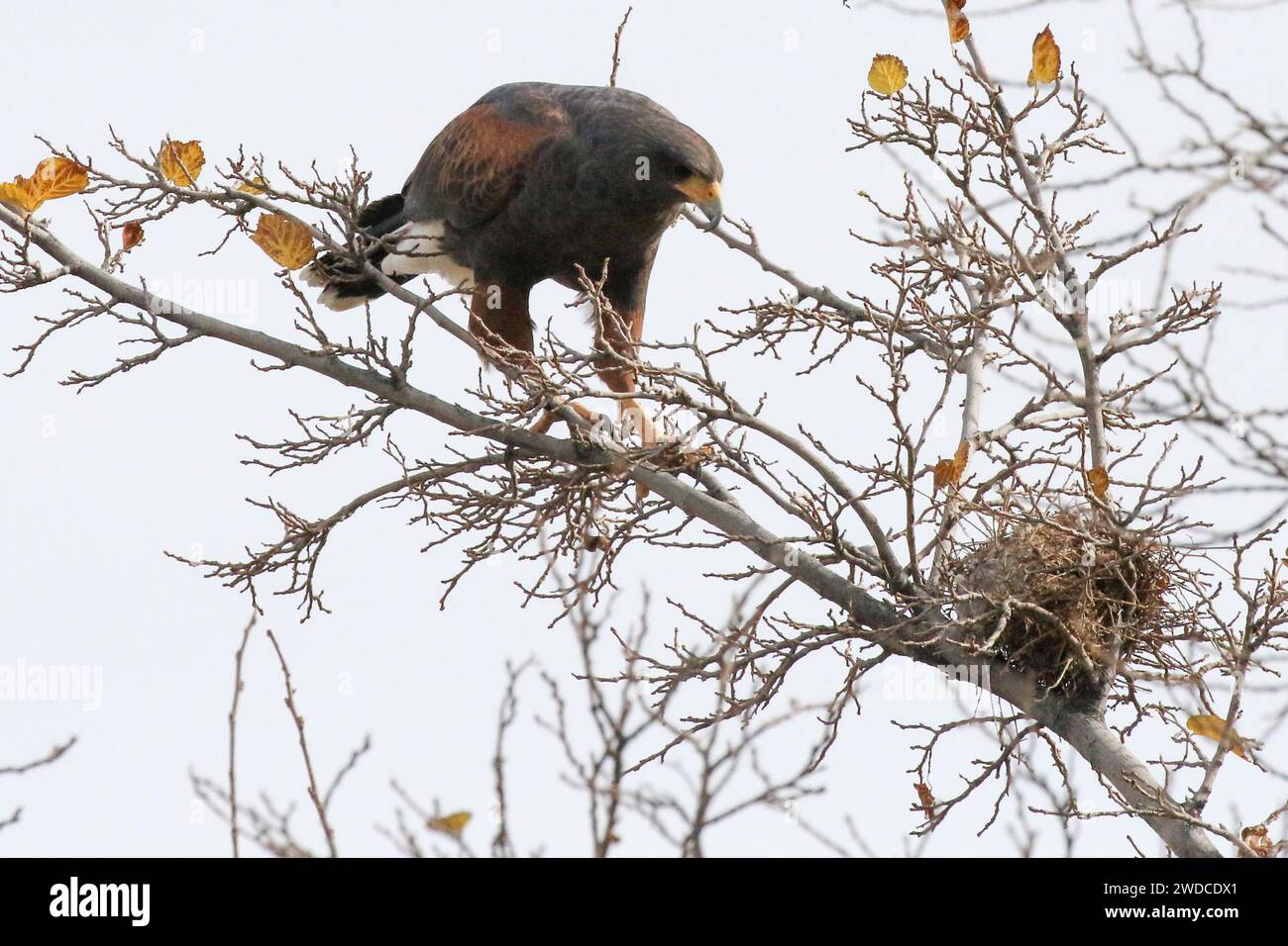 Harris hawk nest hi-res stock photography and images - Alamy