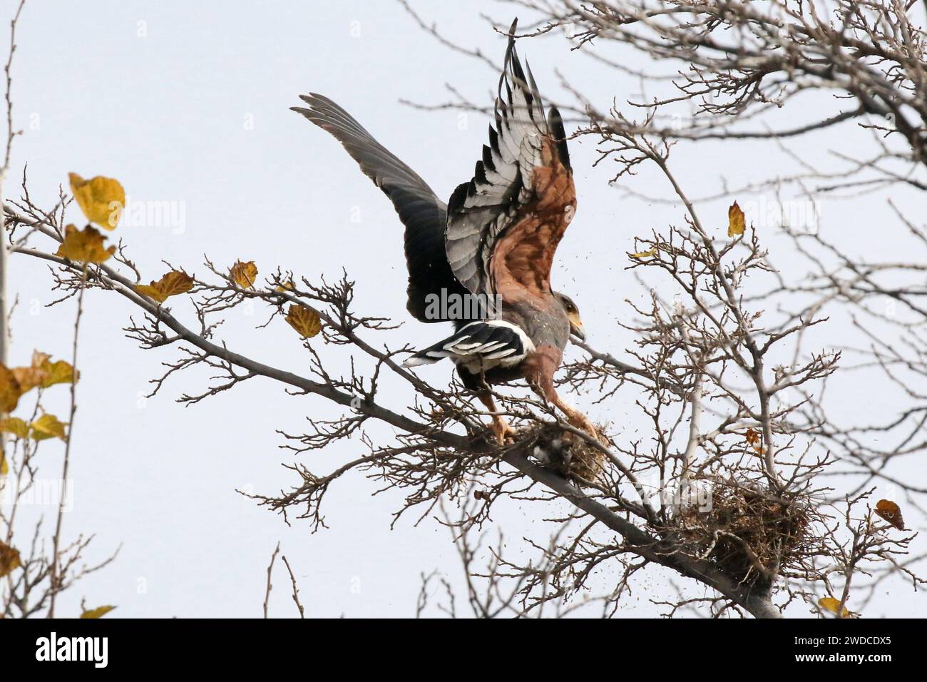 Harris' Hawk in tree to snatch a nest Stock Photo - Alamy