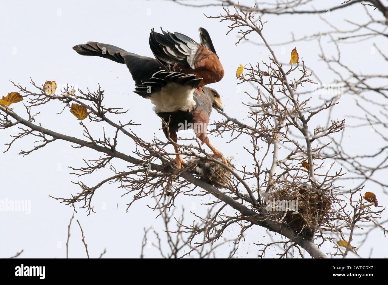 Harris hawk nest hi-res stock photography and images - Alamy