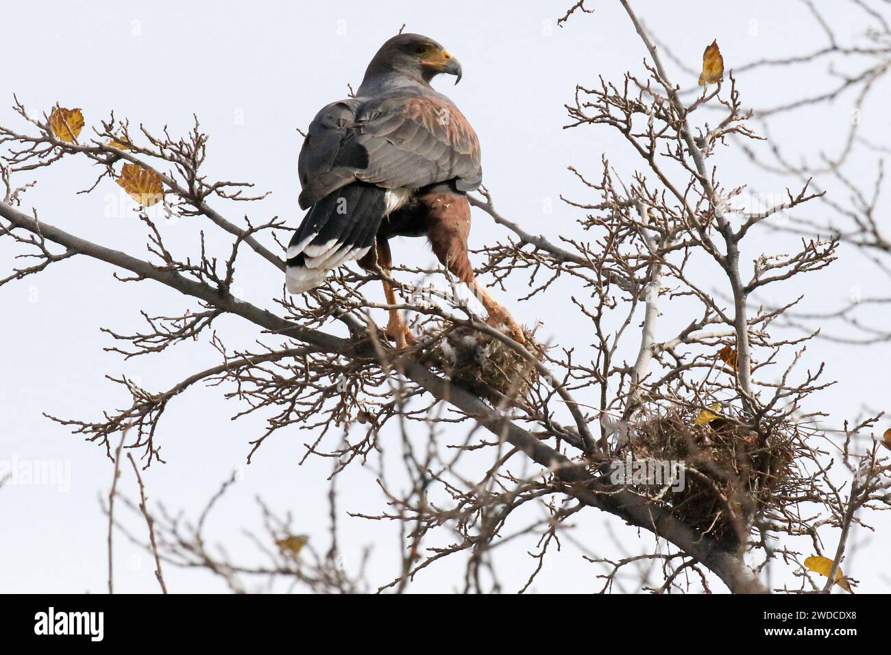 Harris' Hawk in tree to snatch a nest Stock Photo - Alamy