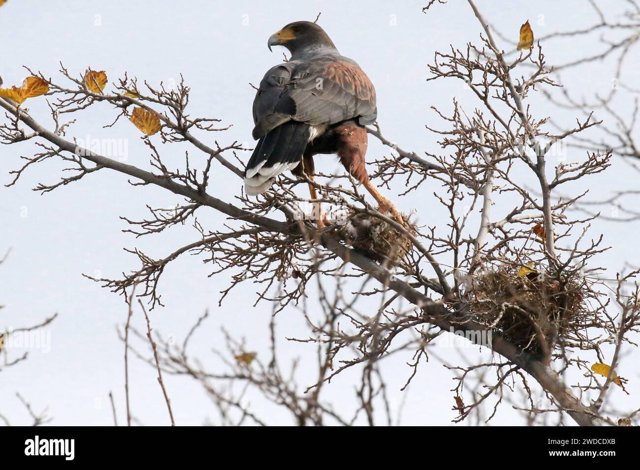 Harris hawk nest hi-res stock photography and images - Alamy