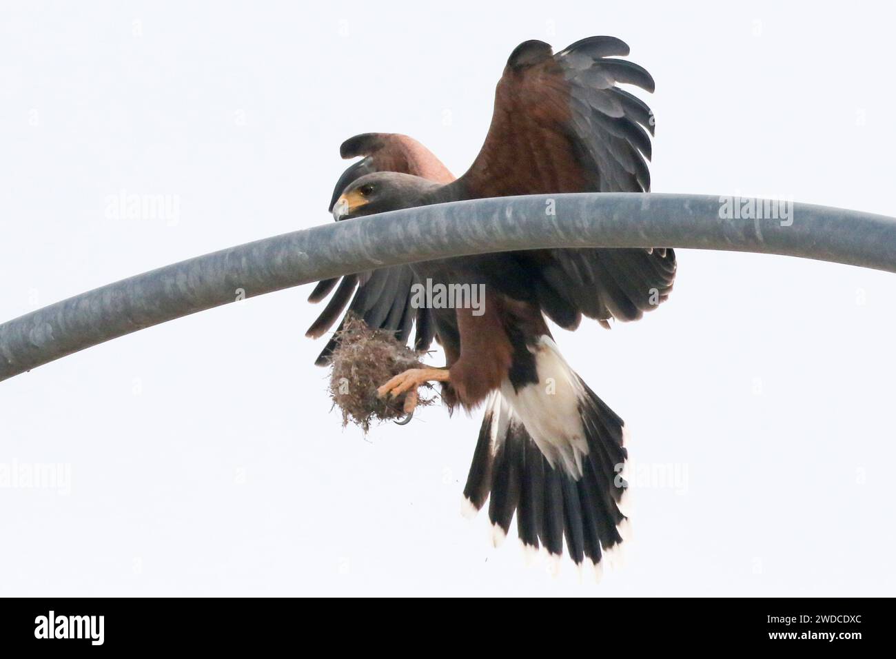 Harris' Hawk brings a nest to a light pole Stock Photo - Alamy