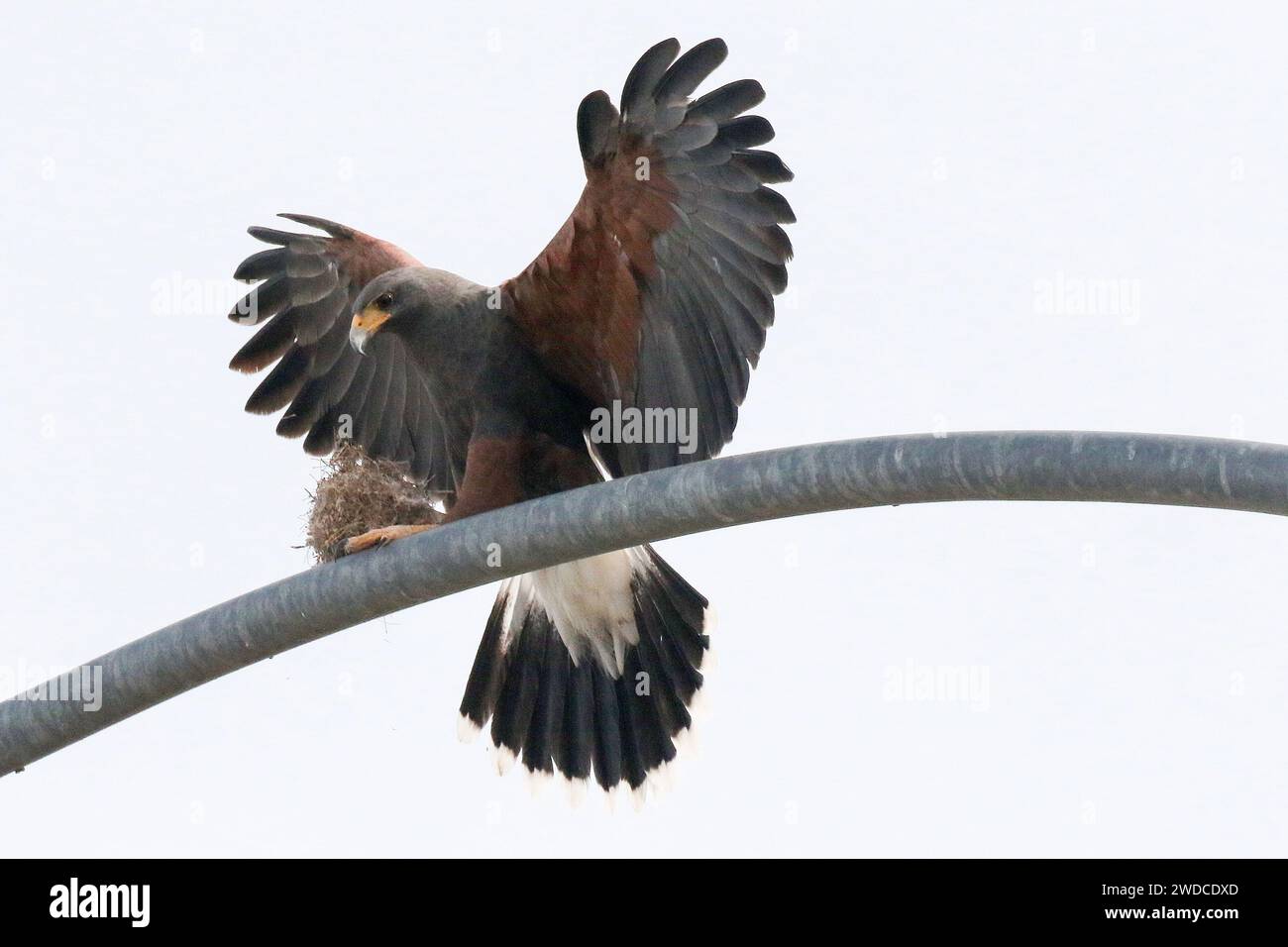 Harris' Hawk brings a nest to a light pole Stock Photo - Alamy