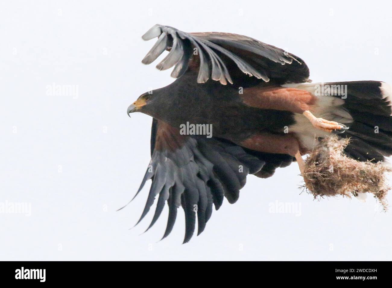 Harris' Hawk in flight with a birds nest Stock Photo - Alamy